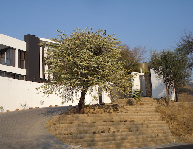 Meet the trees of Namibia ... An appeal to all architects, developers ...