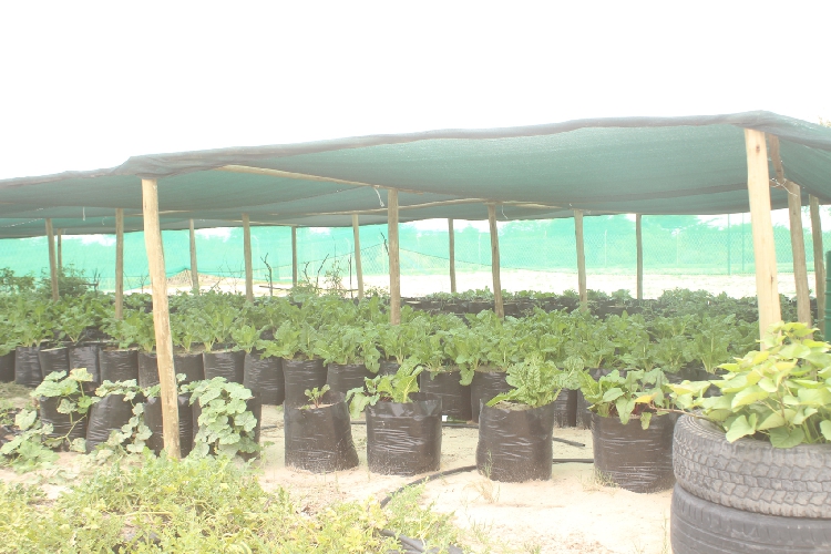 Rainwater harvesting bears fruit - The Namibian