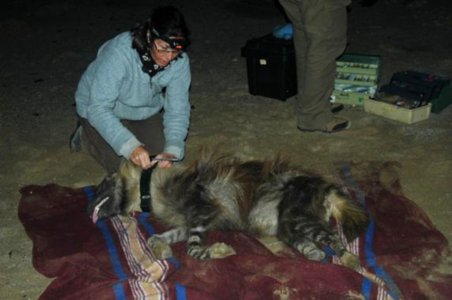 Brown hyena research weathering challenges - The Namibian