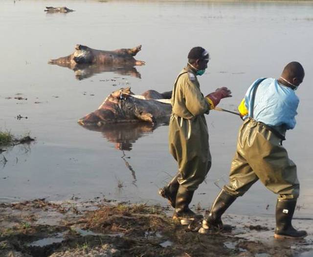 Suspected anthrax outbreak in Kunene, Zambezi - The Namibian