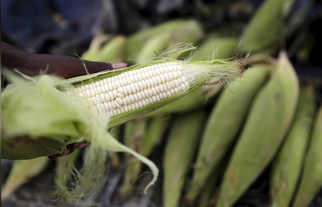 Zambia, DRC seal maize export deal - The Namibian