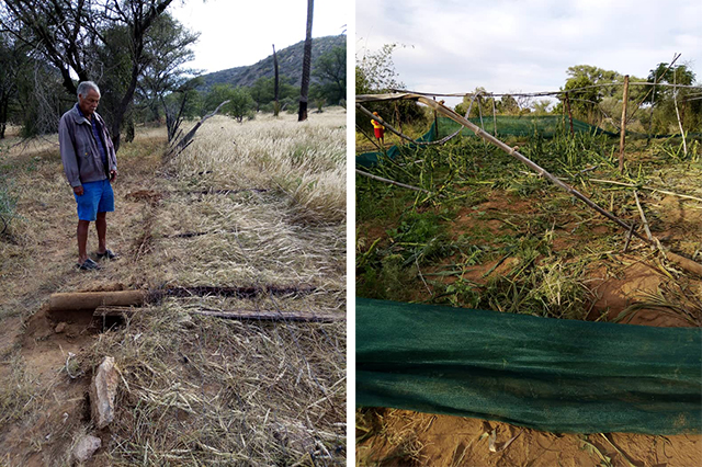 Elephants destroys Fransfontein community garden - The Namibian