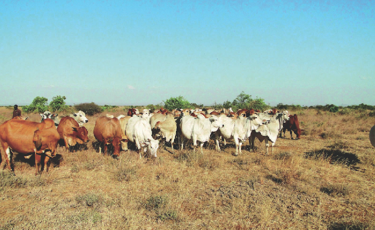 Zambezi hit by FMD outbreak - The Namibian