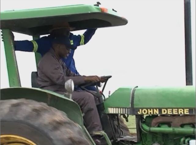 Namibia, Zimbabwe test hybrid maize scheme - The Namibian