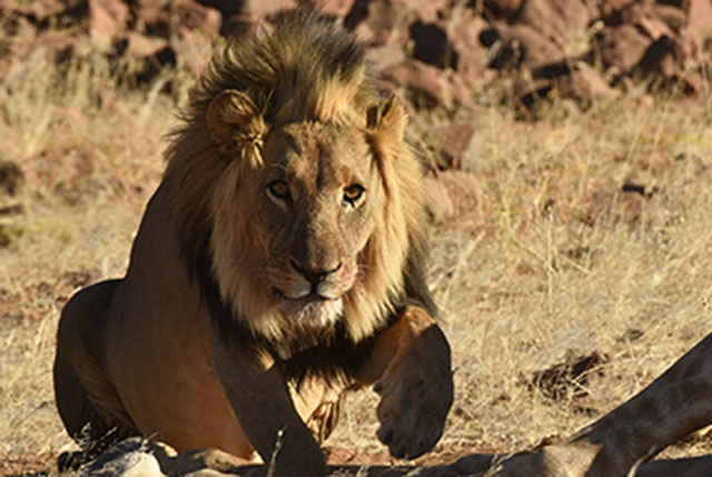 Game ranger shot as hunt for lion goes wrong - The Namibian