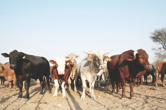 US satisfied with Namibia's FMD response – Shilongo - The Namibian