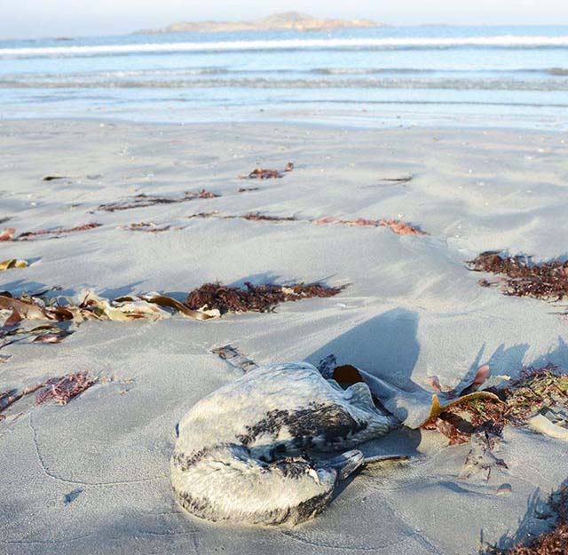 Bird flu continues to wipe out penguins - The Namibian