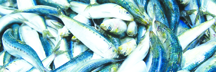 Fisheries agency warns against pilchard harvesting - The Namibian