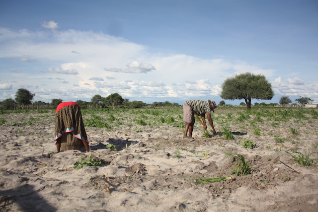 N$10m 'drought support' for agriculture takes off - The Namibian