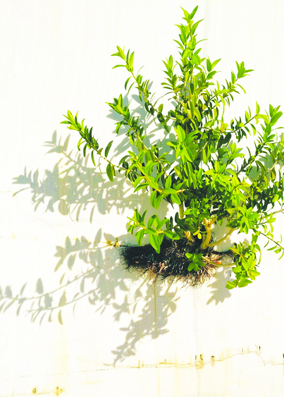 From The Twittersphere - The Namibian