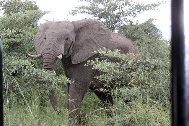 Game rangers monitoring elephant spotted at Okongue - The Namibian