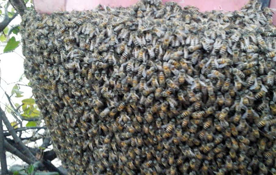 Bees descend on Katima Mulilo town - The Namibian