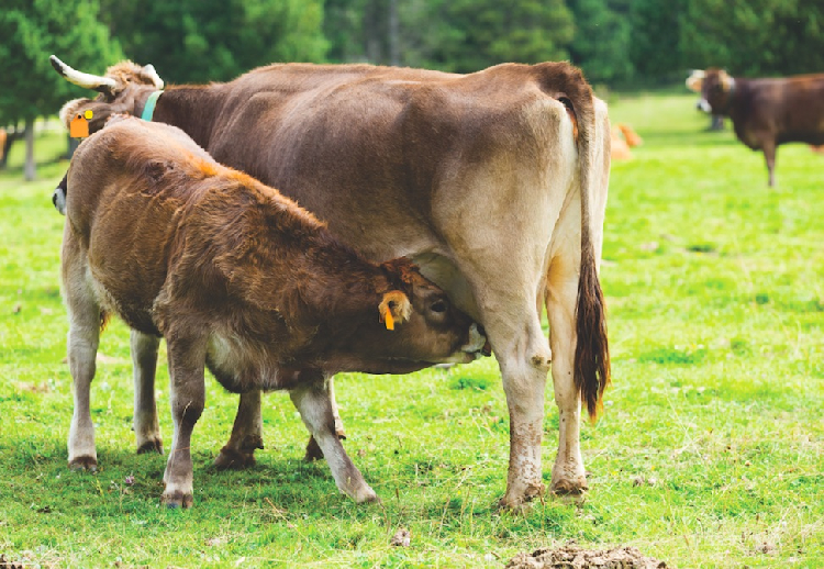 Lifting of FMD ban welcomed - The Namibian