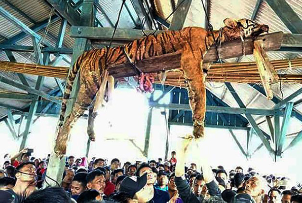 Villagers kill endangered Sumatran tiger thinking it is a shape-shifter ...