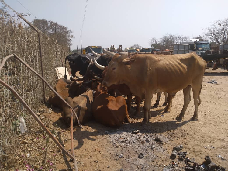 NAB, Agribank cooperate to promote farmers - The Namibian