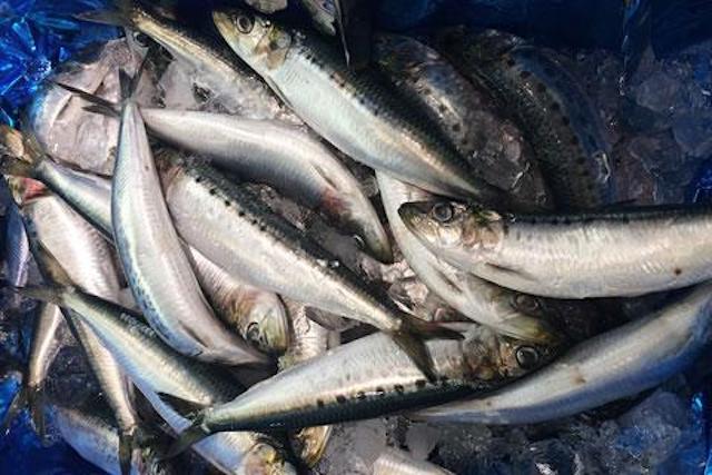 Plans to revive aquaculture in full swing - The Namibian