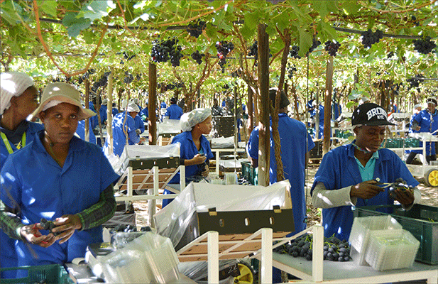Aussenkehr grape farm workers left in limbo - The Namibian