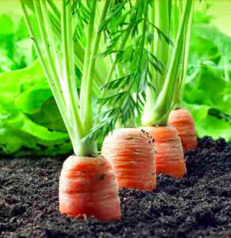 Only three crops for open import - The Namibian