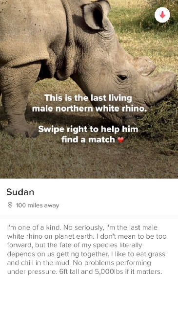 Horny male seeks mate: White rhino joins Tinder - The Namibian