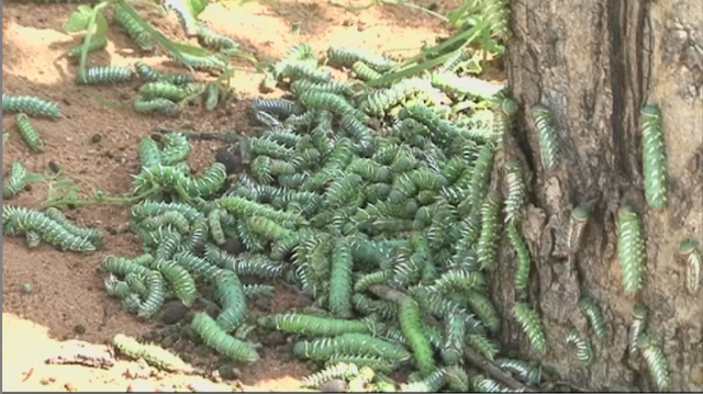 Omaheke worm outbreak investigated - The Namibian