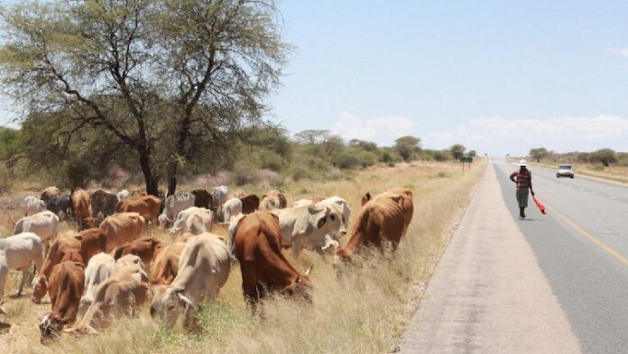Living on the B2 road corridor - The Namibian
