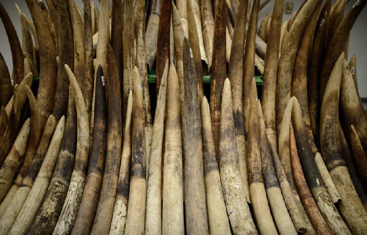 Ivory trafficking in Africa controlled by a powerful few - The Namibian