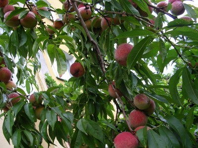 CROPS AND GARDENING: How to grow peach trees - The Namibian