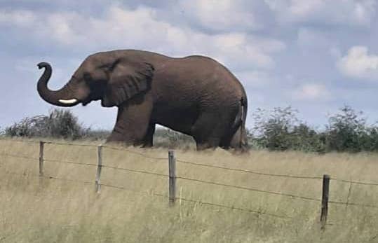 Elephant meat distributed to farms - The Namibian