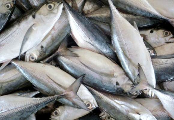 Fishcor subsidiary discards contaminated fish - The Namibian