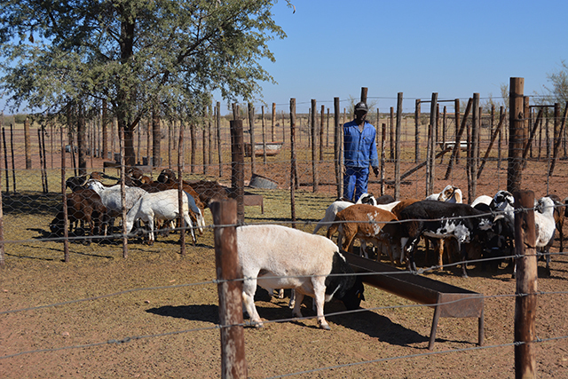 Farmers urged to submit animal health declaration forms - The Namibian