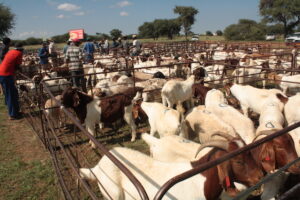 Stricter controls on import, export of livestock products take effect ...