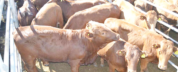 Namibia's lucrative beef market at risk - The Namibian