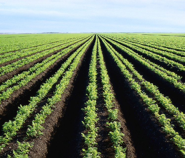 Crop farming to the rescue in second quarter - The Namibian