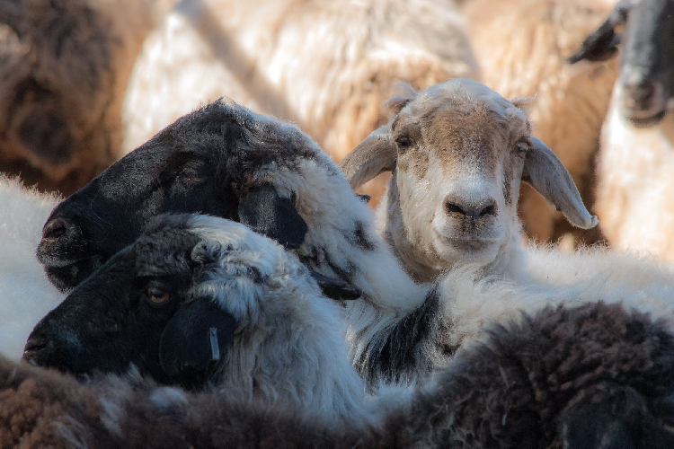 Sheep farmers forced to sell live animals to SA - The Namibian