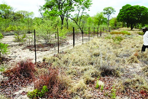 Veld recovery after the drought - The Namibian