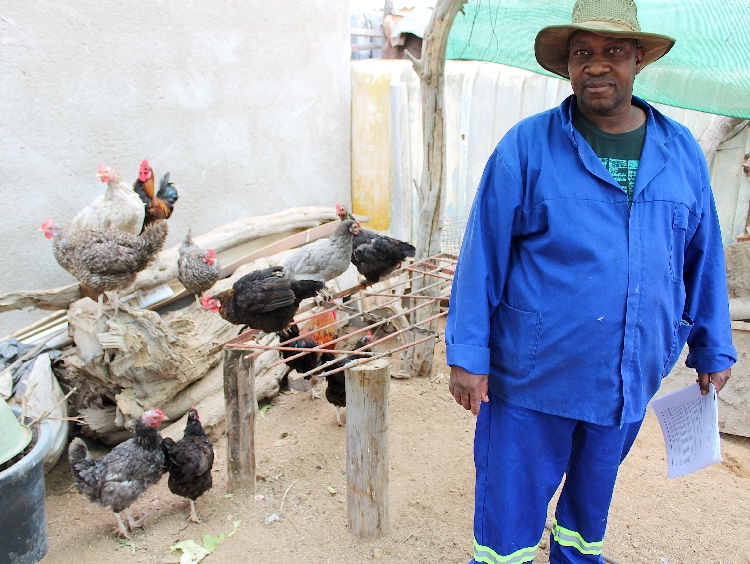 Red tape chokes chicken, pig project - The Namibian