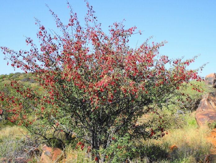 The lowdown on botanical names of Namibian trees - News - The Namibian