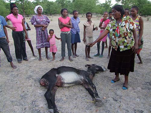 Villagers burn live donkeys - The Namibian
