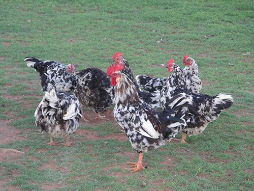 Venda chicken – Diverse genetic heritage - The Namibian