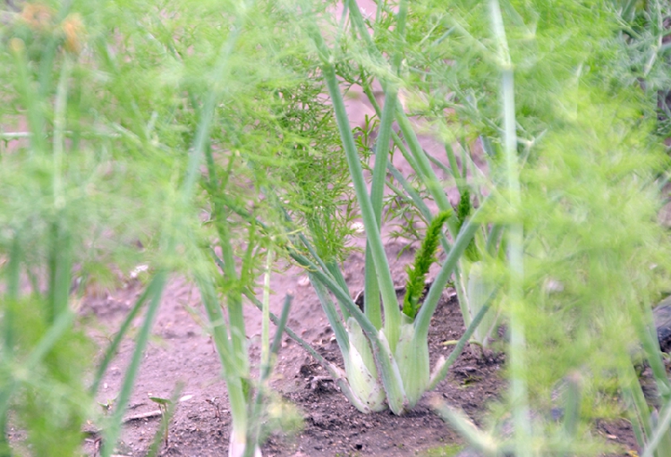 CROPS AND GARDENING – 9 Tips for Growing Great Fennel - The Namibian