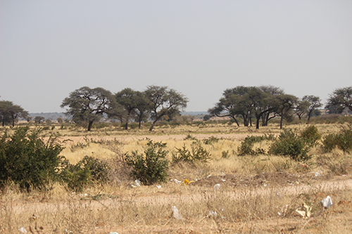 Govt to develop 50 000ha at Mangetti - The Namibian