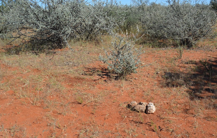 'I will forgive my son's murderer' - The Namibian