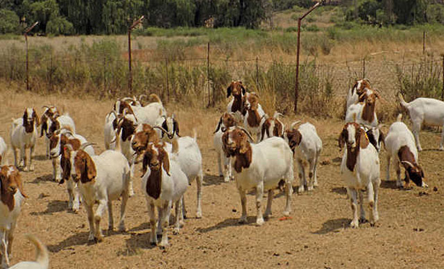 Strict selection key to boergoat meat production - The Namibian