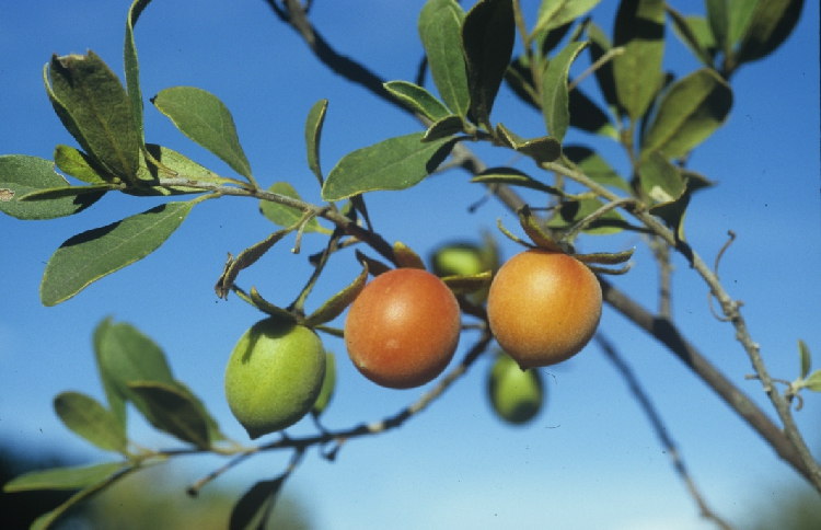 Meet the trees ... Blue-bush or Kalahari star-apple (Diospyros ...