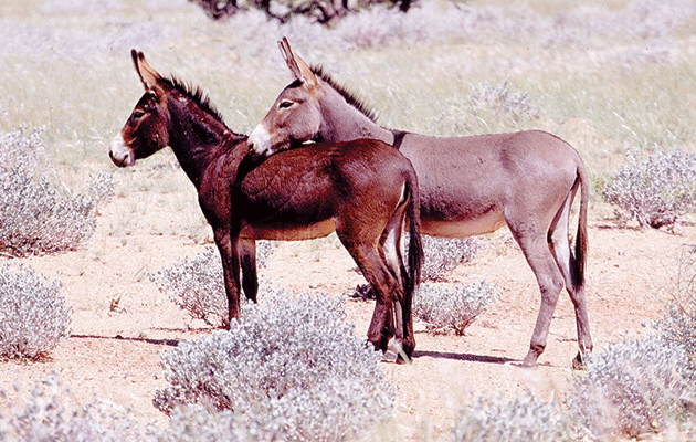 Donkey Preservation Essay and Poetry Competition Now Open - The Namibian