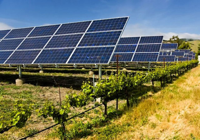 Solar-irrigated farms attract hungry elephants in Zimbabwe - The Namibian