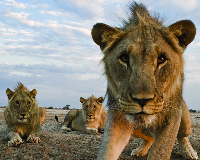 Troubled times for Namibian wildlife - The Namibian