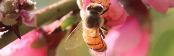 A hive of activity – the life of a bee-keeper - The Namibian