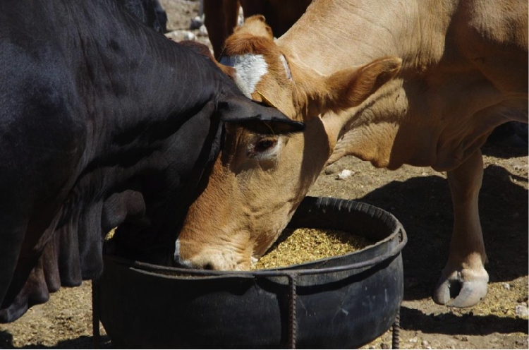 Bush feed investigated - The Namibian