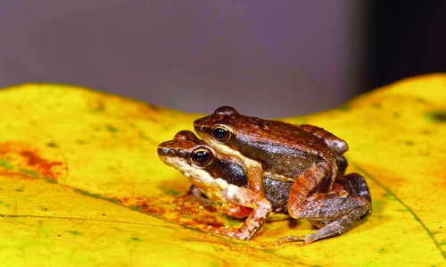Fragile frog species found - The Namibian